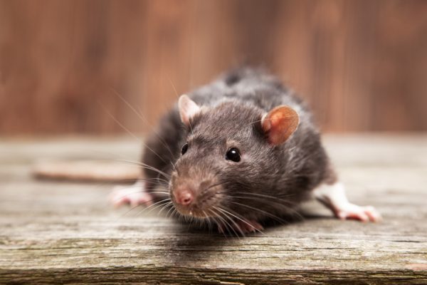 What causes rats to come into your house? - Prokill UK